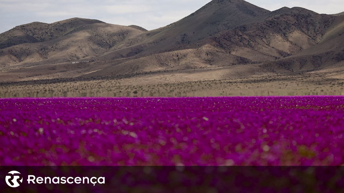 Flores desabrocharam no Deserto do Atacama, um dos lugares mais secos ...