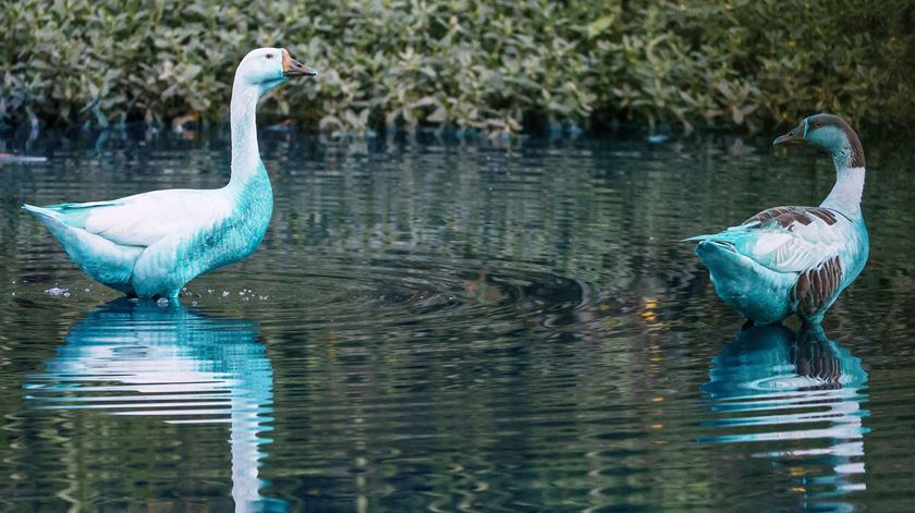 Patos azuis e peixes mortos: vida selvagem tingida de azul após derrame ...