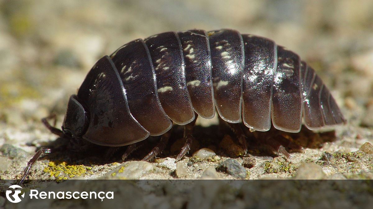 Nova espécie de Bicho-de-Conta descoberta por bióloga portuguesa ...