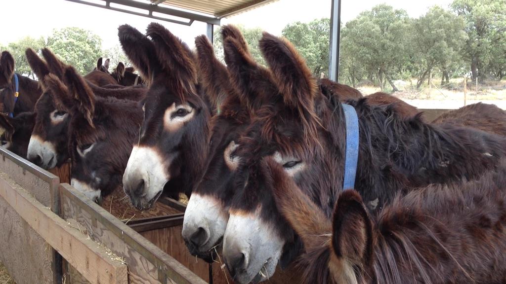 Olhar simpático e orelhas compridas. Há burros a precisar do cuidado de ...