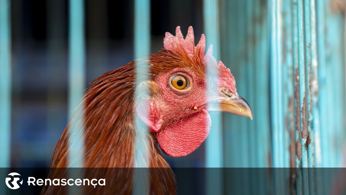 Lusiaves perde selo de bem-estar animal na Quinta de Matinhos após ...