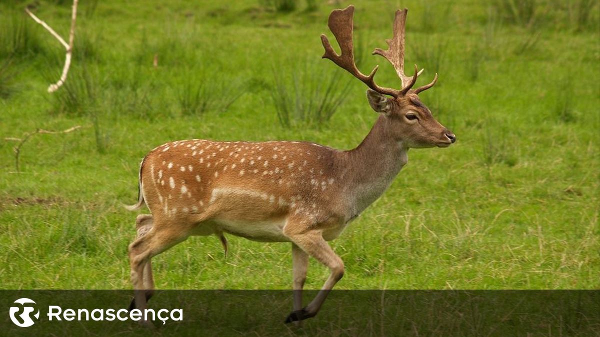 Abate de gamos nos Açores gera polémica - Renascença