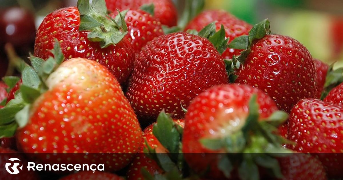 Toneladas de morango de São Pedro do Velho, em Mirandela, podem ficar ...