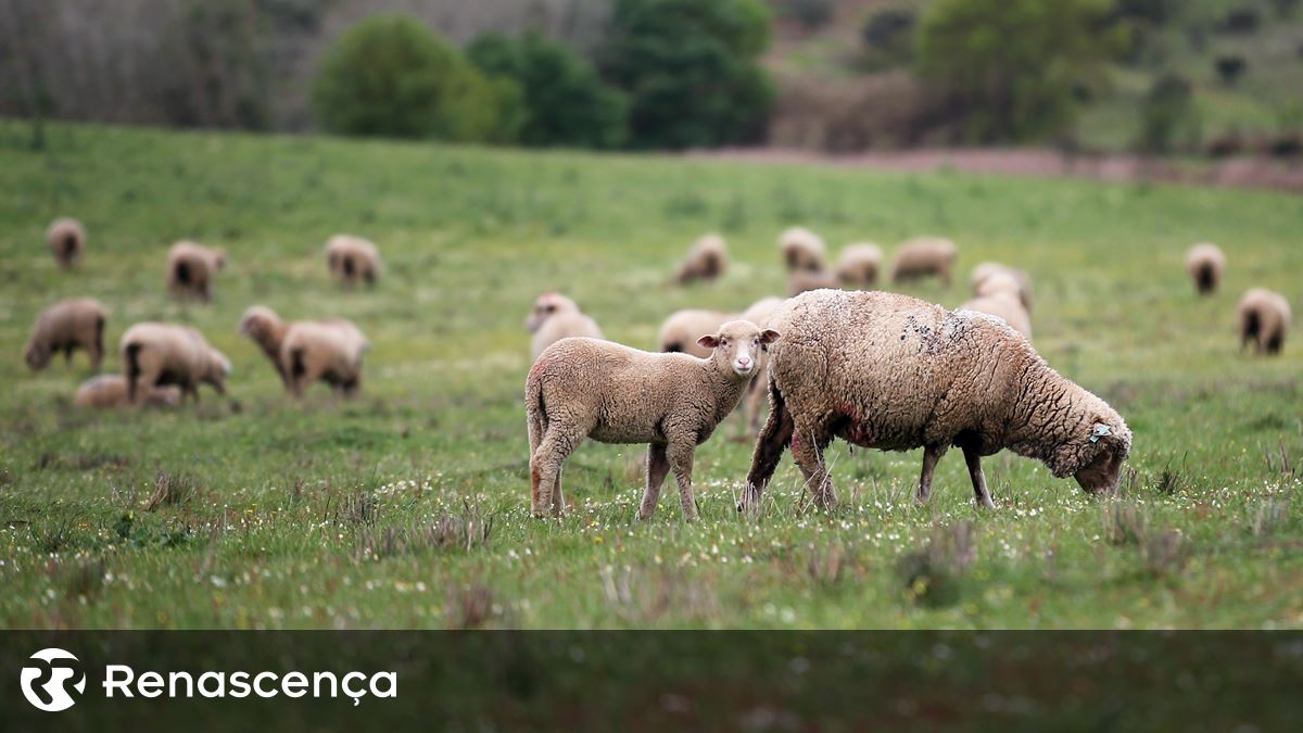 Língua azul. Mais de 1.800 explorações afetadas e 37 mil ovinos mortos ...