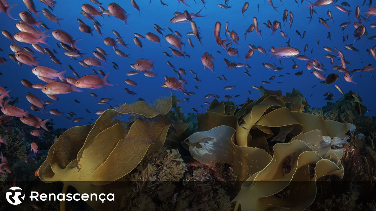 Monte Gorringe vai ser a nova área marinha protegida portuguesa ...