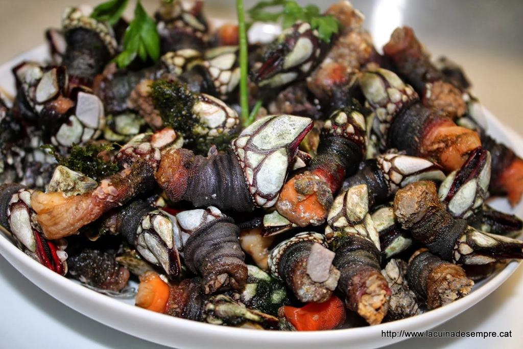Quer apanhar percebes em zonas de proteção? Pedido tem de ser feito em ...