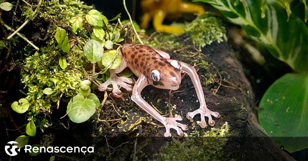 Em vias de extinção, últimos sapos Loa removidos do seu habitat natural ...
