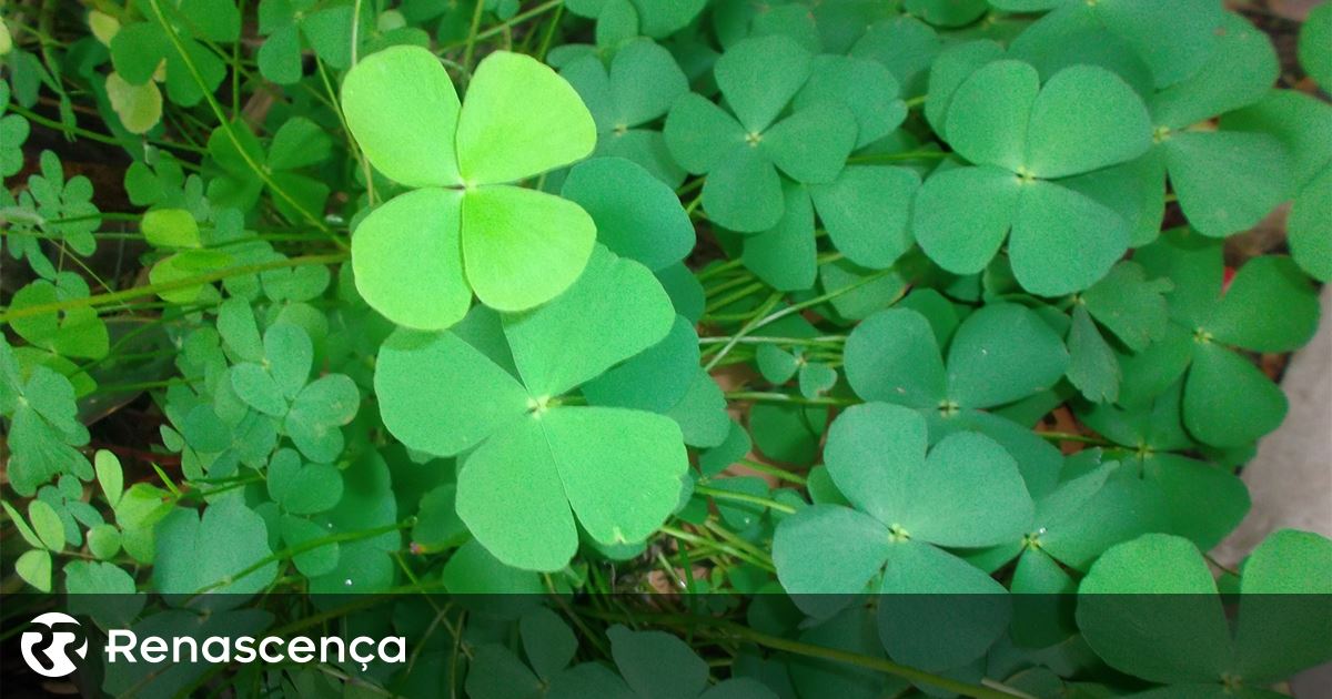“Trevo da sorte” em risco de desaparecer - Renascença